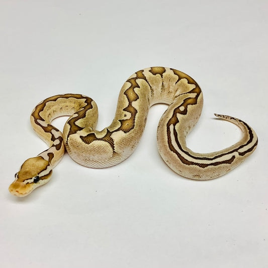 Bamboo Ball Python by BHB Reptiles - MorphMarket