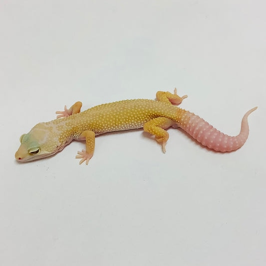 Albino Tremper Murphy Patternless Leopard Gecko by BHB Reptiles