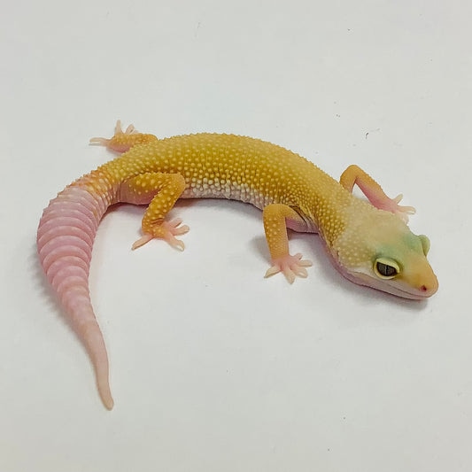 Albino Tremper Murphy Patternless Leopard Gecko by BHB Reptiles