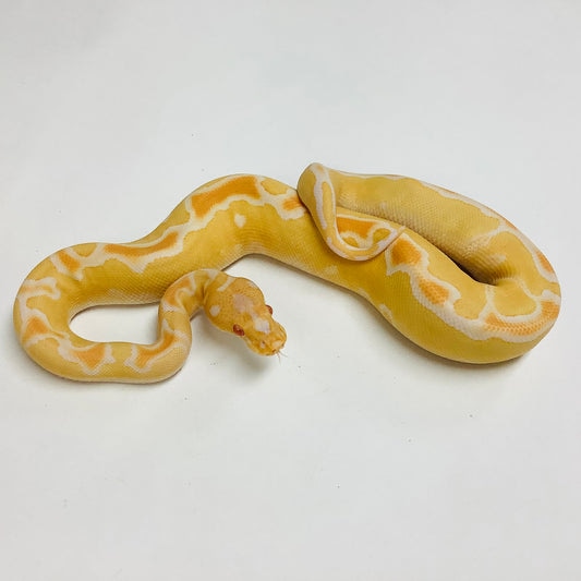 Albino Clown Ball Python by BHB Reptiles - MorphMarket
