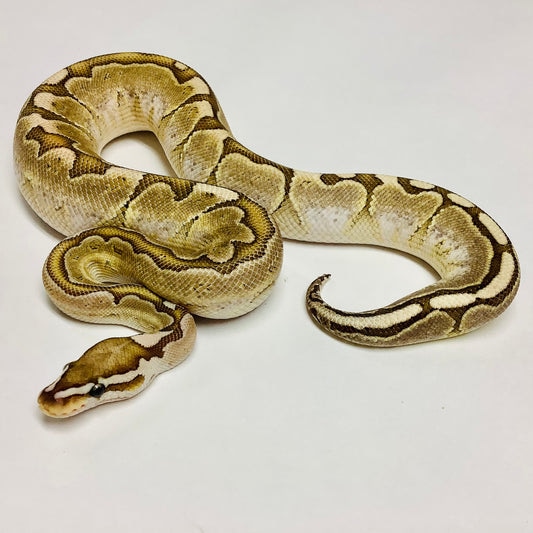 Vanilla Bamboo Ball Python by BHB Reptiles - MorphMarket