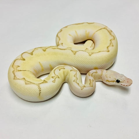 Pastel Vanilla Bamboo Spider Ball Python by BHB Reptiles