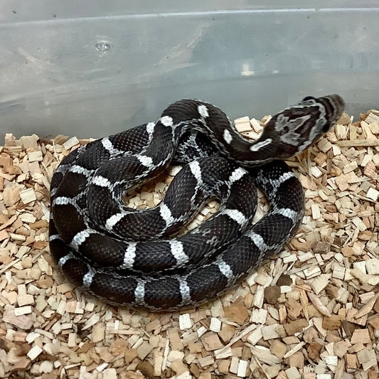 Granite Het Scaleless Corn Snake by BHB Reptiles - MorphMarket