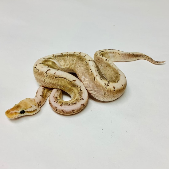 Vanilla Pinstripe Bamboo Ball Python Female - #2022F01 by BHB Reptiles