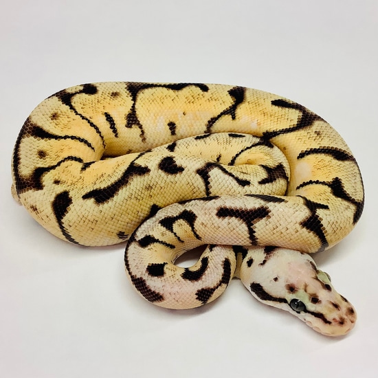 Vanilla Bumblebee Bamboo Ball Python Male - #2022M01 by BHB Reptiles