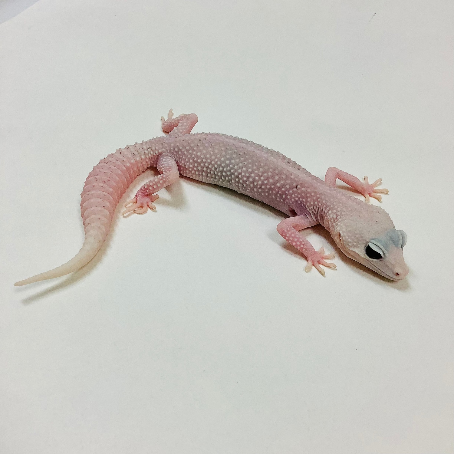 Super Snow Eclipse W/Y (TSF) D-G7-90520-1 Default Title Leopard Gecko ...