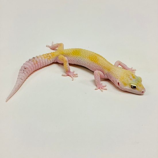 Super Hypo Mack Snow W/Y Eclipse Leopard Gecko -(TSF)- #E-J10-71620-1 ...