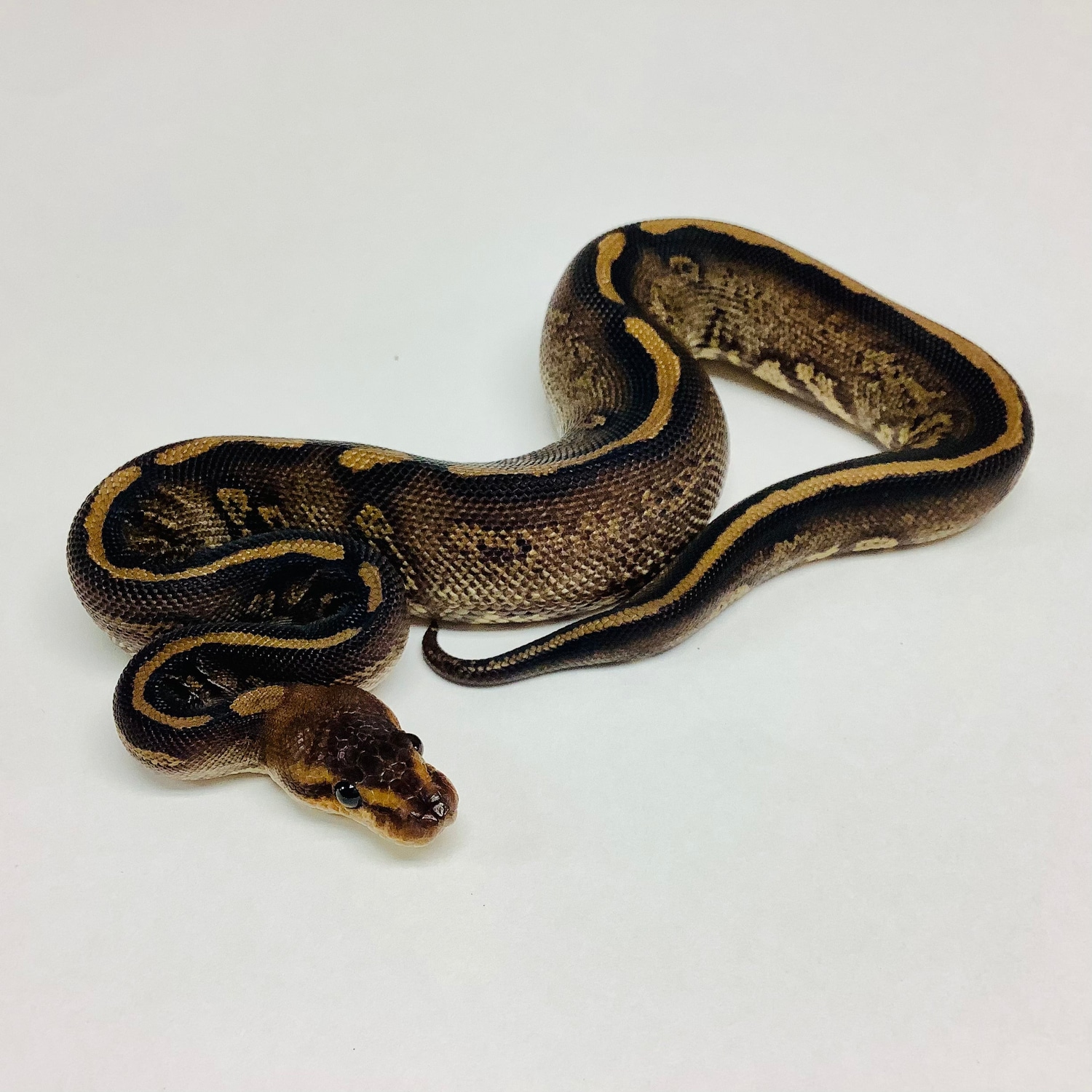 Super Chocolate - Female #2022F02 Ball Python by BHB Reptiles - MorphMarket
