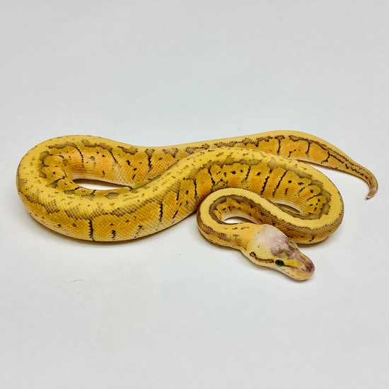 Super Blast X-Treme Ball Python - Male #2022M01 by BHB Reptiles