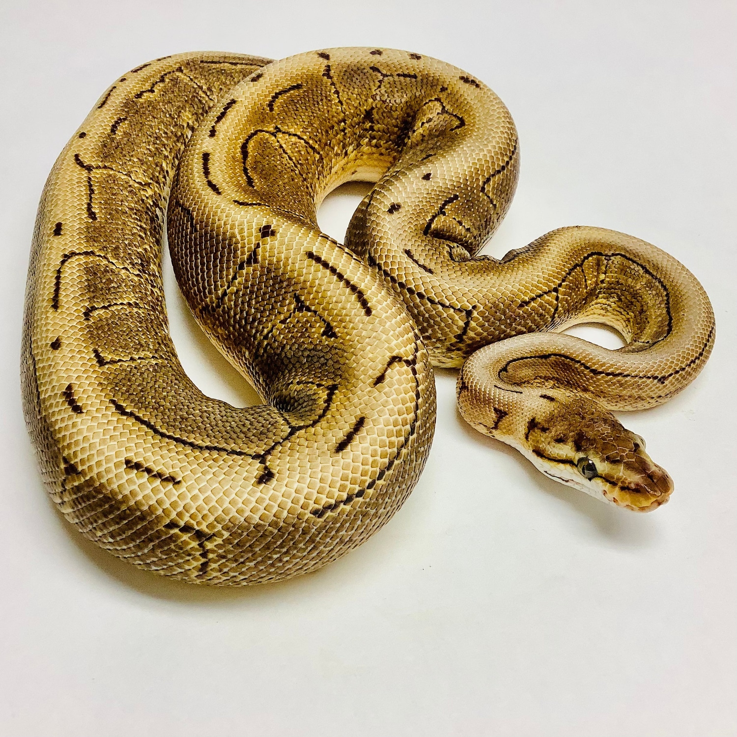 Spinner Spector - Male #2020M01-1 Ball Python by BHB Reptiles - MorphMarket