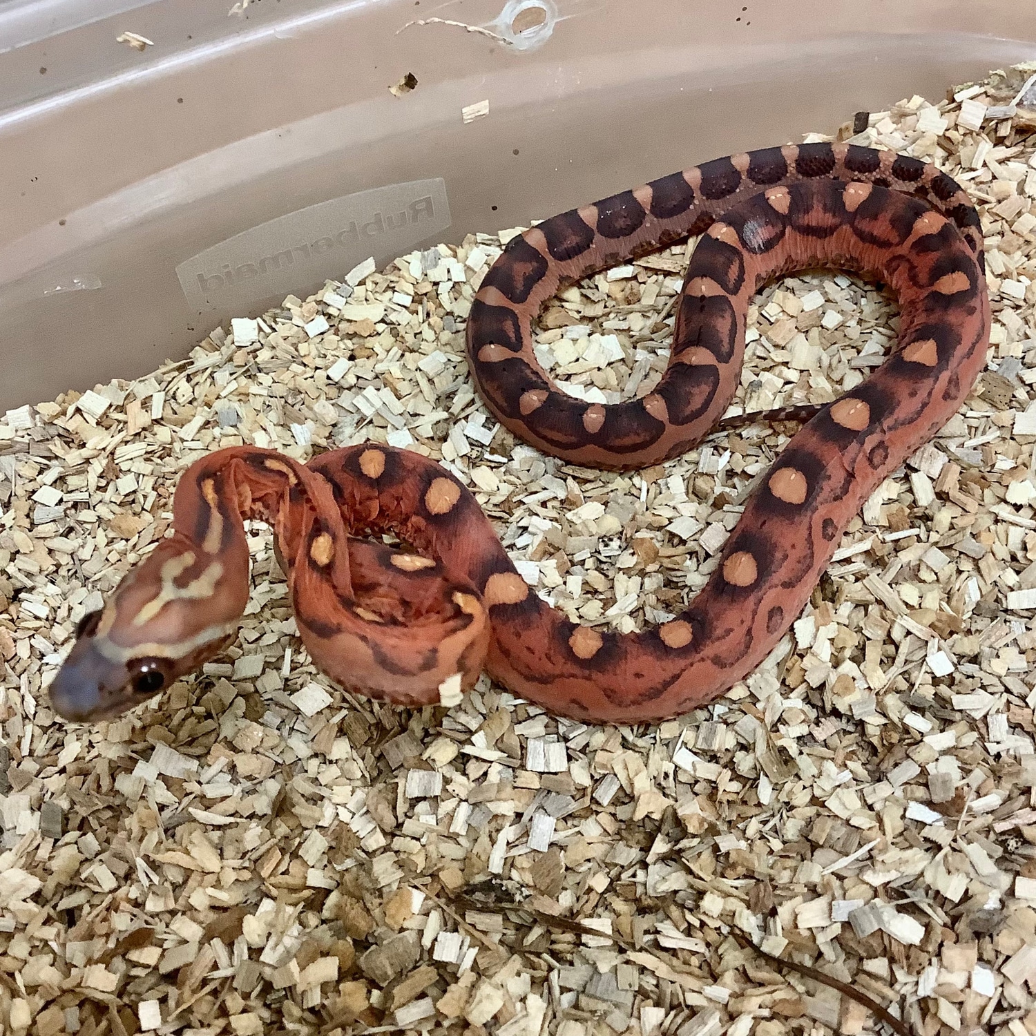 Scaleless Tiger - Female #2022F02 Female Corn Snake by BHB Reptiles ...