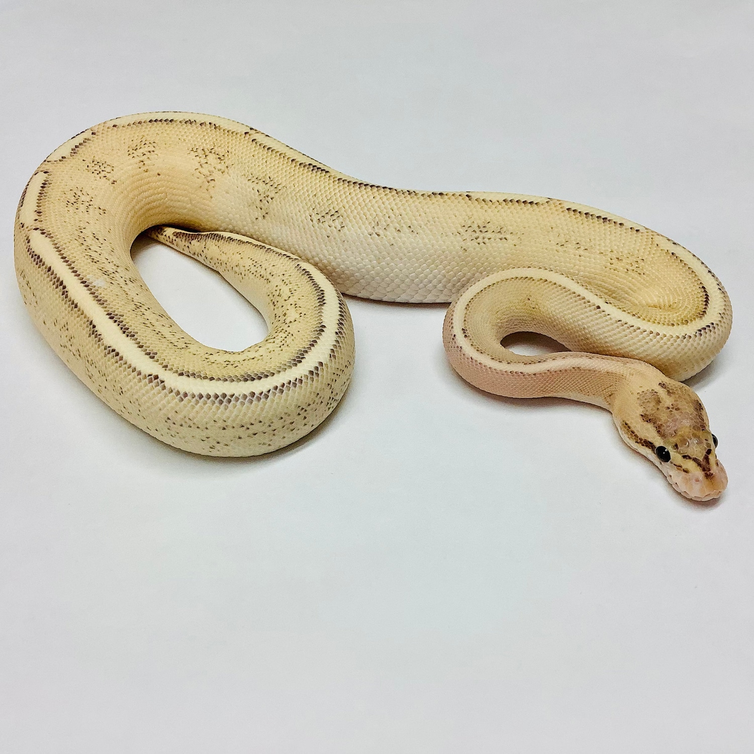 Puma McKenzie Female - #2021F01 Ball Python by BHB Reptiles - MorphMarket