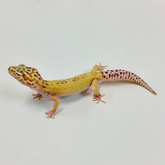Pos Mack Snow Radar Leopard Gecko Female - #A-I7-92421-1 by BHB Reptiles