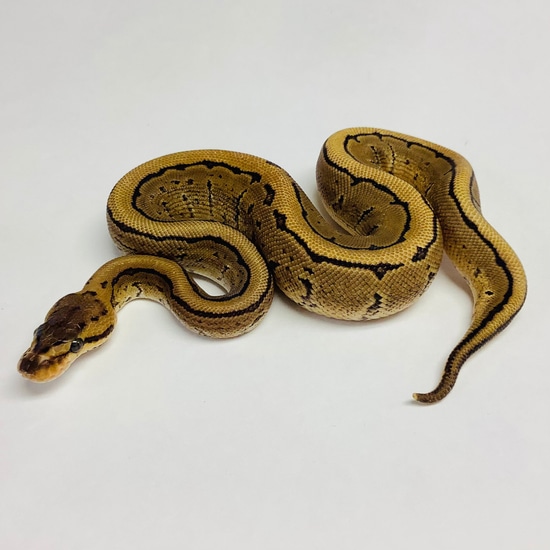 Pinstripe Spector Ball Python - Female #2022F01 by BHB Reptiles