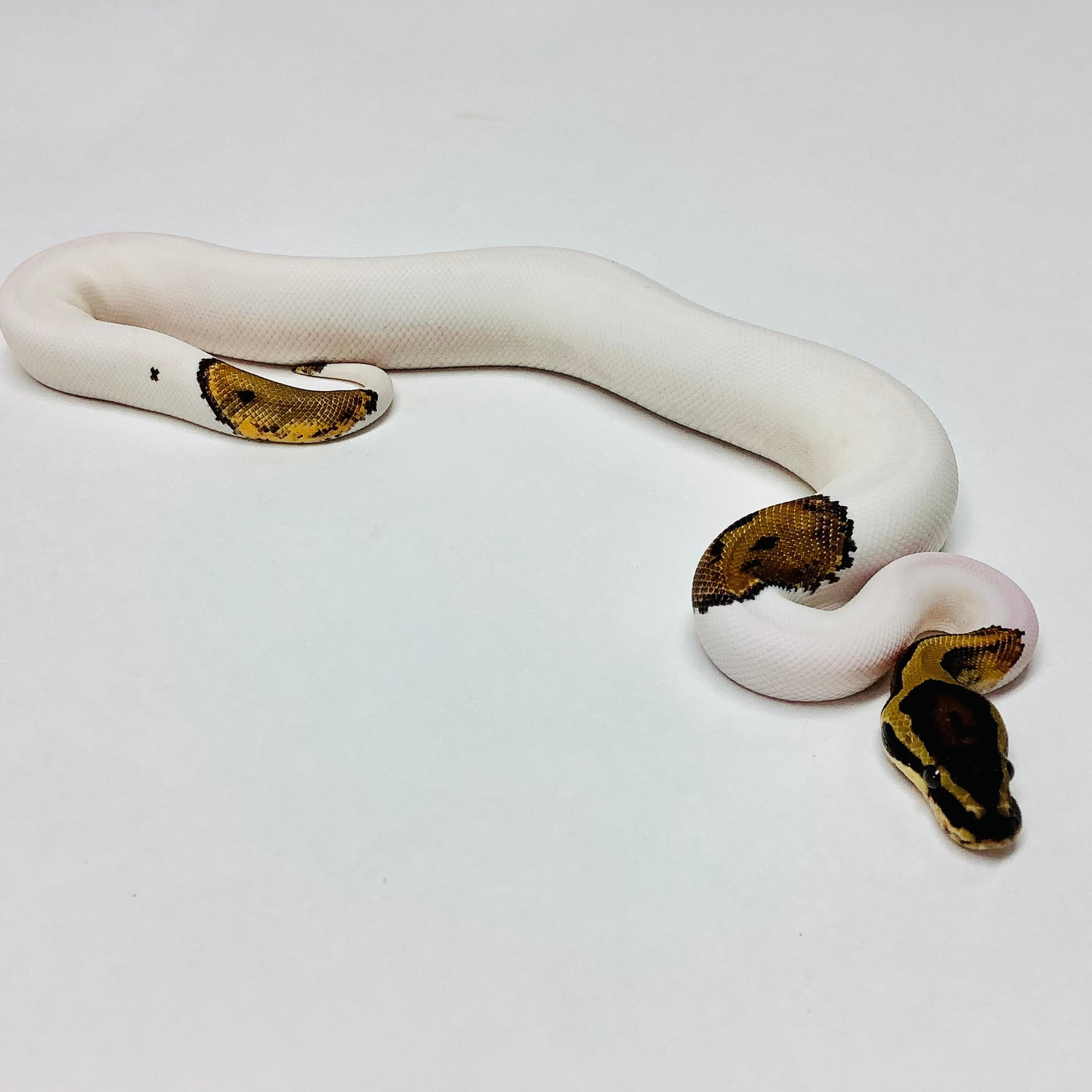 Pied - Male #2021M72 Ball Python by BHB Reptiles - MorphMarket
