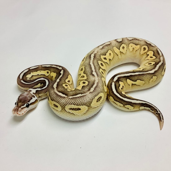 Pewter Leopard Lesser Het Clown Ball Python- Male #2022M01 by BHB Reptiles