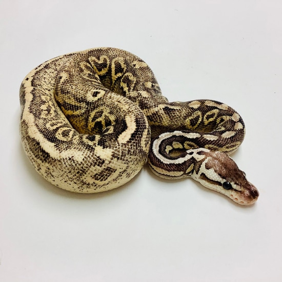Pewter Enchi Het Clown Ball Python - Male #2022M01 by BHB Reptiles