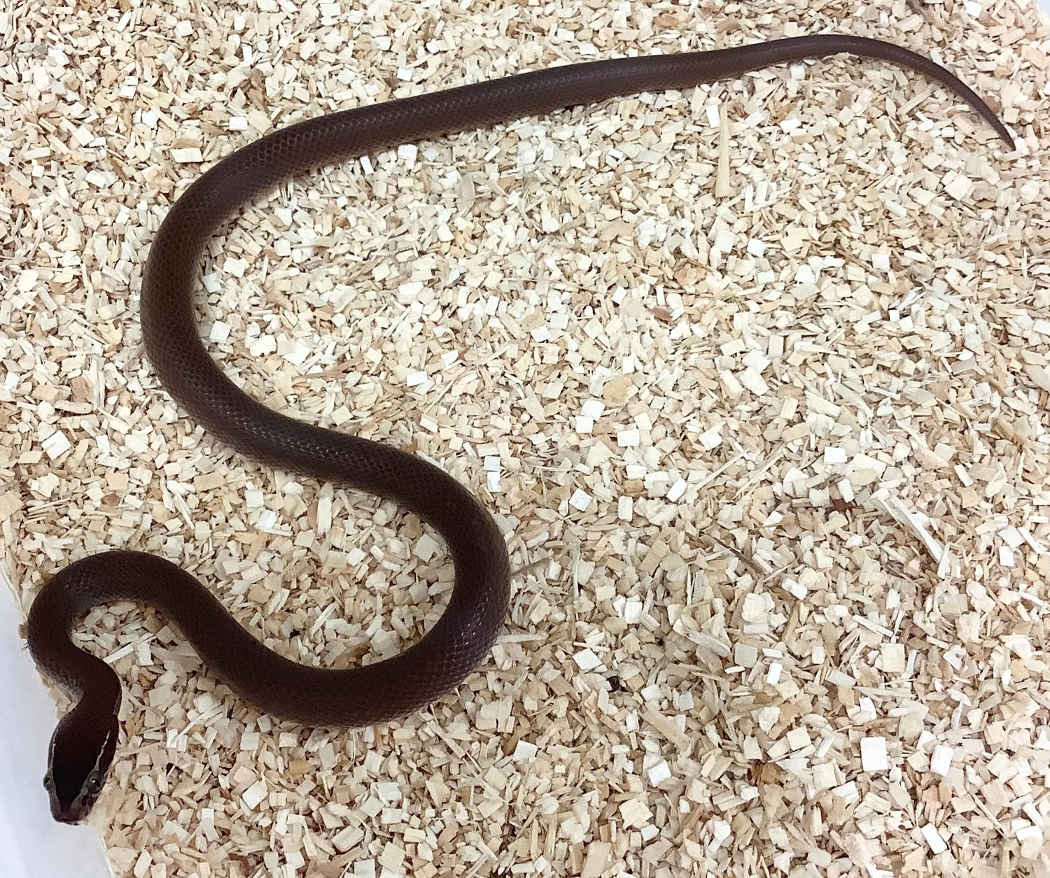 Patternless (Bela Bela Locality) African - Sub Adults House Snake by ...