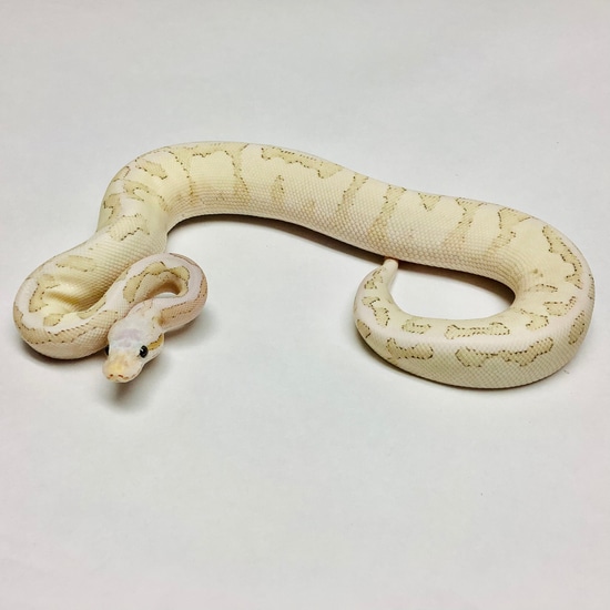Pastel Vanilla Cream Bamboo Yellowbelly Ball Python Male - #2021M01 by ...