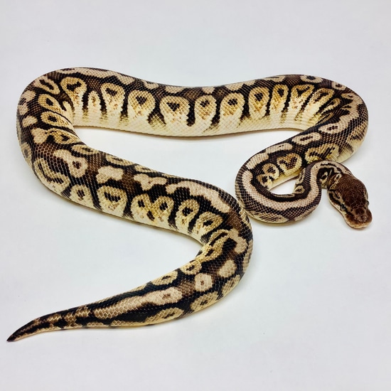 Pastel Lesser Russo Hidden Gene Woma Ball Python - SA Male #2020M03 by ...