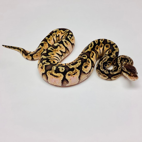 Pastel Lesser Russo Hidden Gene Woma Ball Python - Male #2022M04 by BHB ...