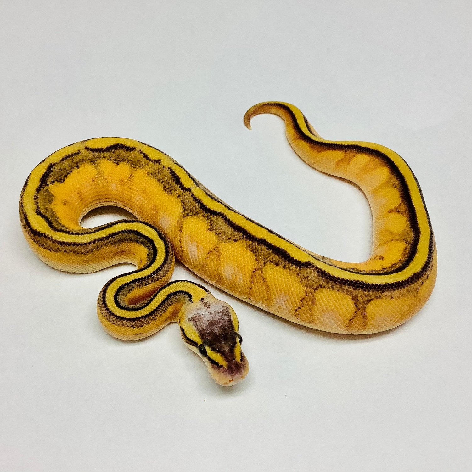 Pastel Enchi Genetic Stripe - Male #2022M01 Ball Python by BHB Reptiles ...