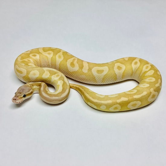 Pastel Crystal Ball Python - Female - #2021F03-1 by BHB Reptiles