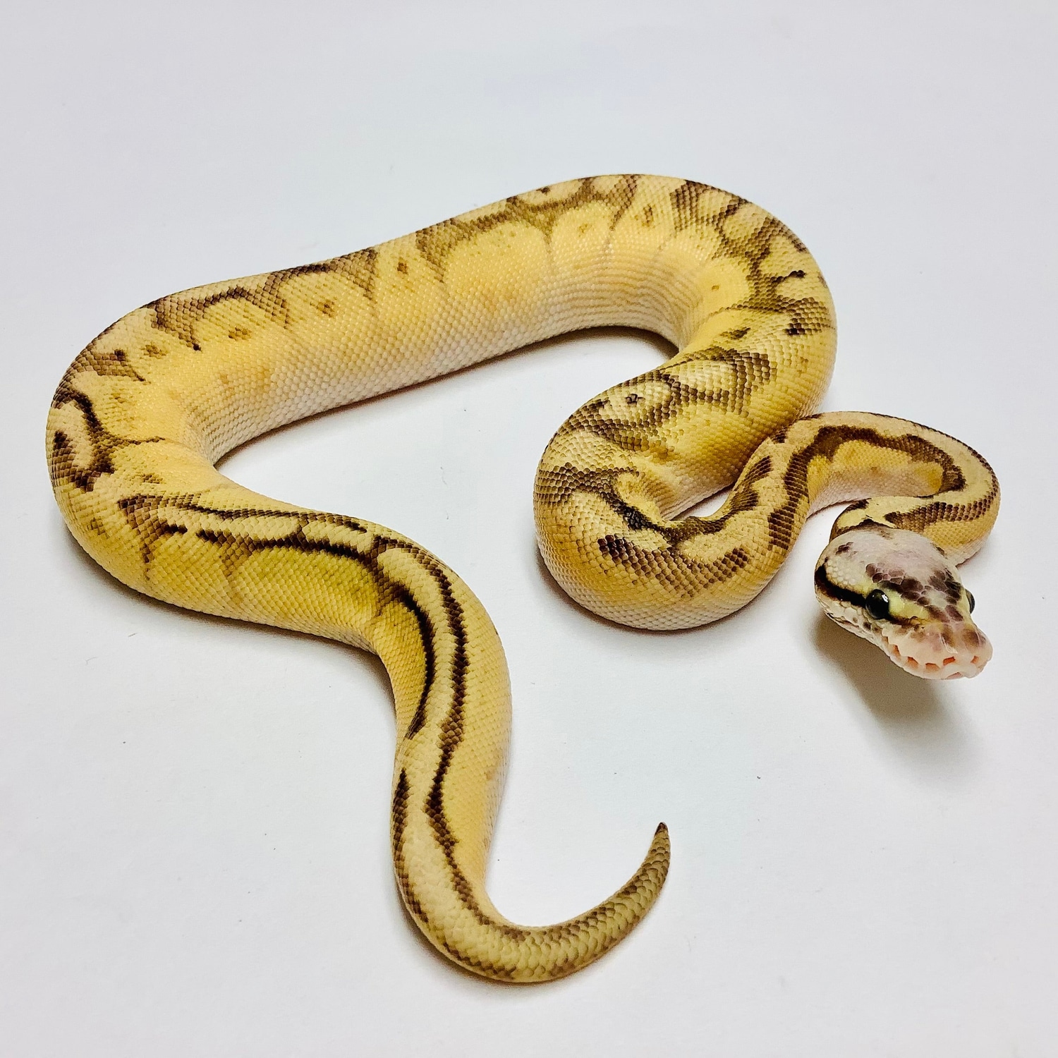 Pastel Bongo Enchi Fire Orange Dream - Female #2021F01 Ball Python by BHB Reptiles - MorphMarket