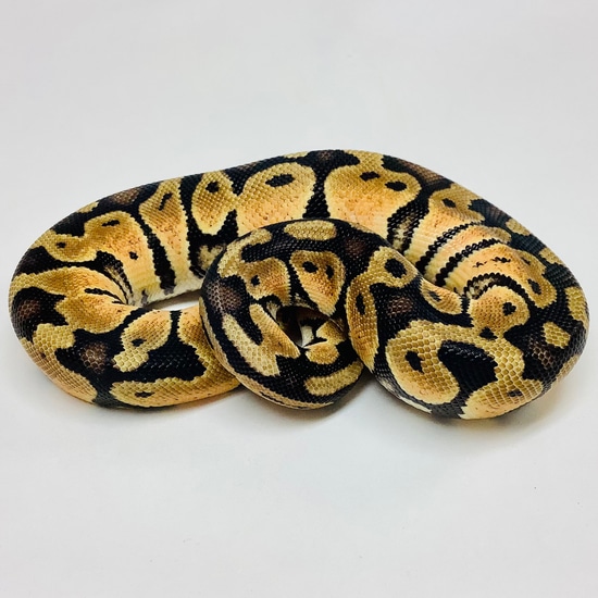 Pastel Ball Python- Male #2022M07 by BHB Reptiles