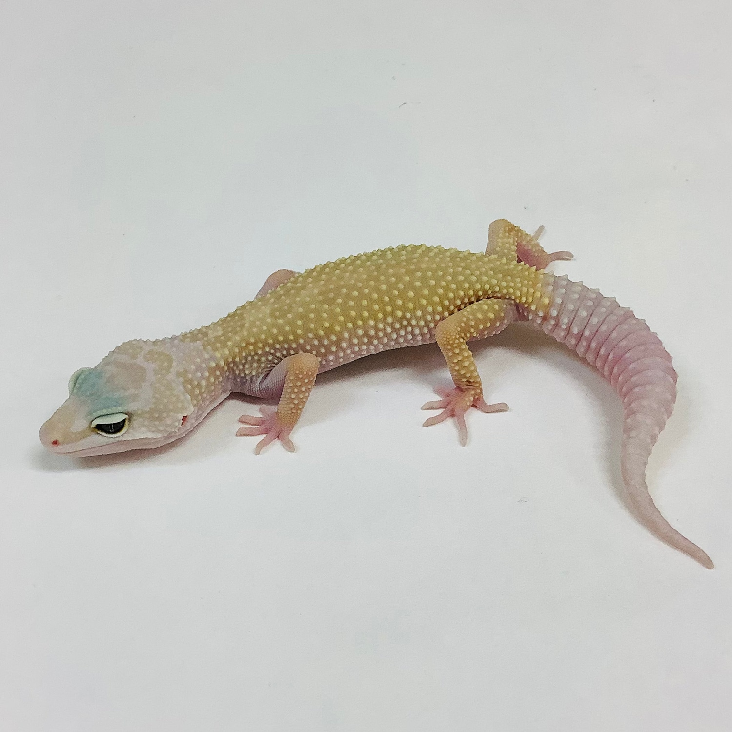 Murphy Patternless - Female #H-C5-81222-1 Leopard Gecko by BHB Reptiles ...