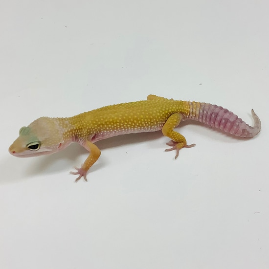Murphy Patternless Het Tremper Albino Leopard Gecko- Male #J-C6-62122-1 ...