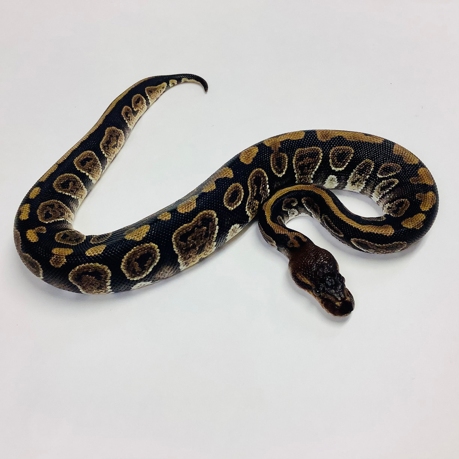 Mahogany - Female #2022F01 Female Ball Python by BHB Reptiles - MorphMarket