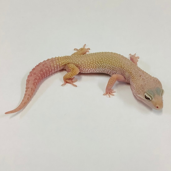 Mack Snow Tremper Albino Murphy Patternless Leopard Gecko-Female #C-AA4 ...