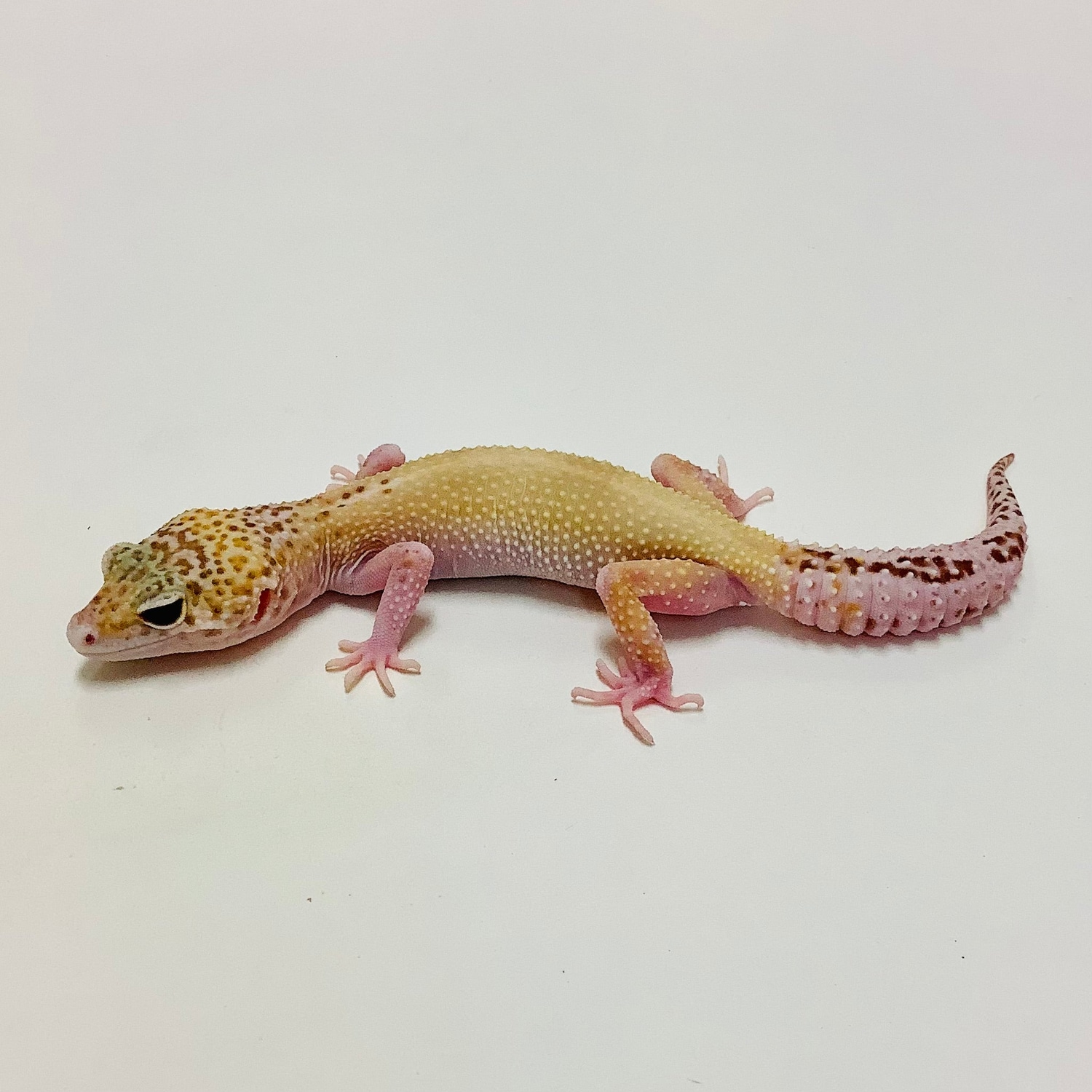 Mack Snow Raptor W/Y (TSF)- #B-J3-72320-1 Leopard Gecko by BHB Reptiles ...