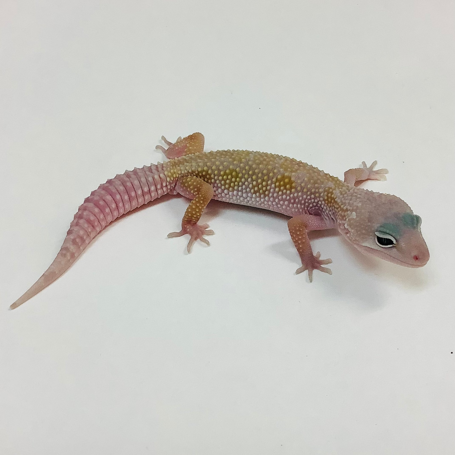 Mack Snow Murphy Patternless - Male #E-C3-82222-1 Leopard Gecko by BHB ...