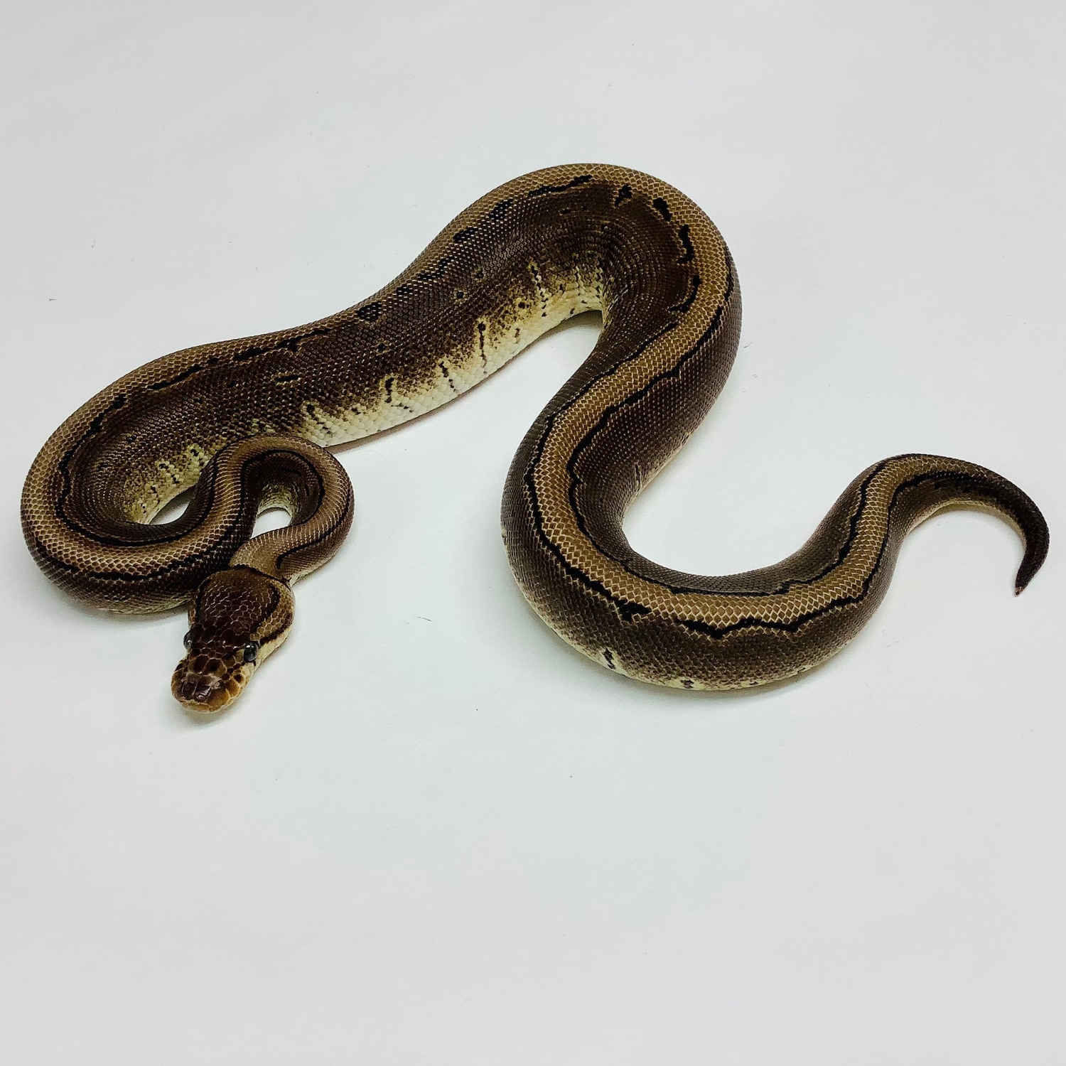 Lori Pinstripe - Female #2022F02 Ball Python by BHB Reptiles - MorphMarket
