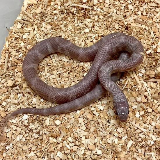 Lavender Snow California Kingsnake Male #2021M04-1 by BHB Reptiles