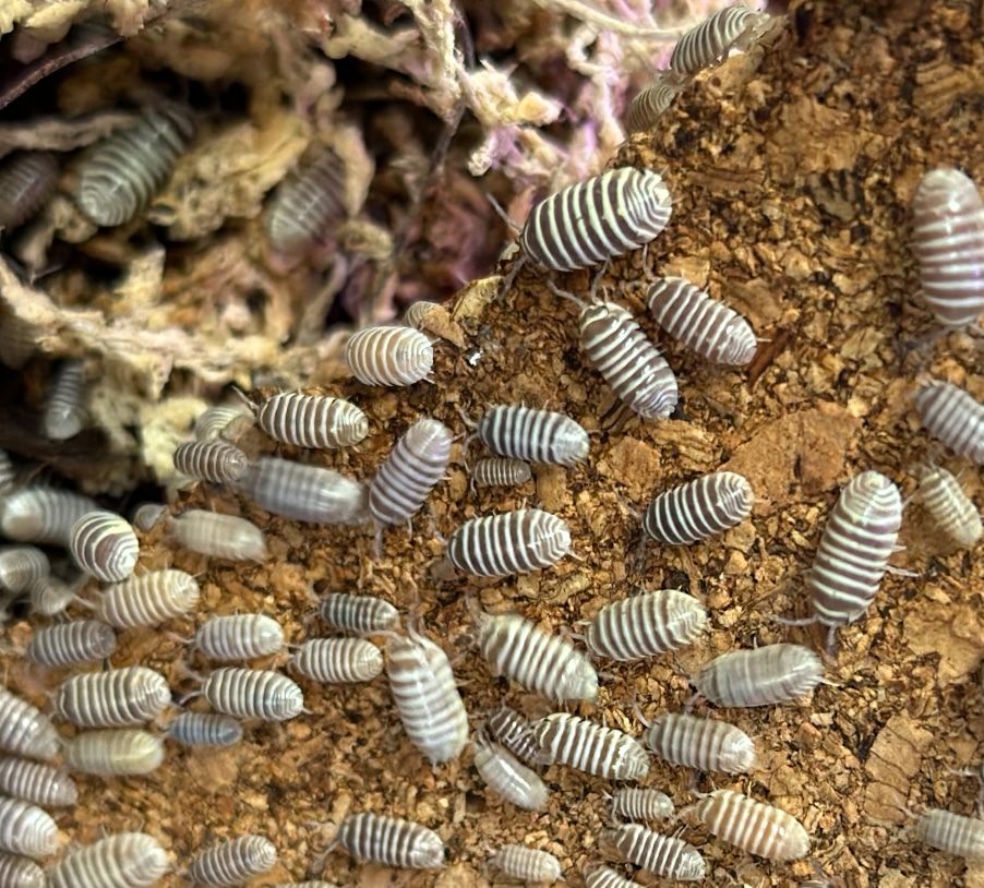 For Sale Nesodillo Archangeli Shiro Utsuri / Single Isopod by BHB ...
