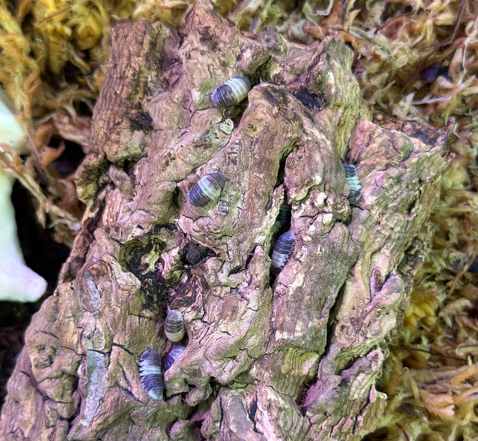 For Sale Isopod by BHB Reptiles - MorphMarket