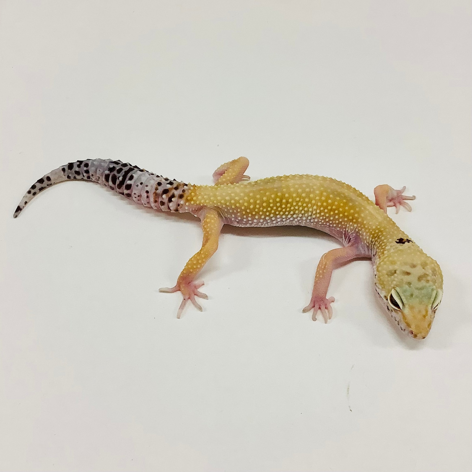 Hypo Mack Snow W/Y Pos Het Eclipse (TSF) - #F-G4-70720-1 Leopard Gecko ...