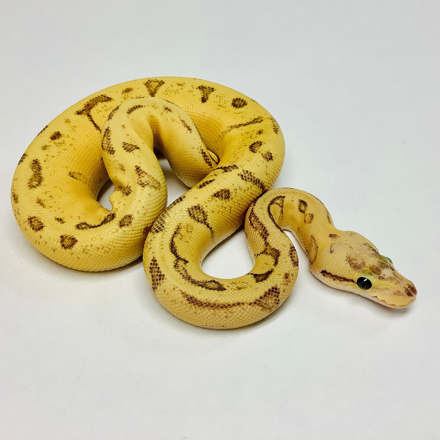 Fire Enchi Lemonblast X-treme - Female #2022F01 Ball Python by BHB ...