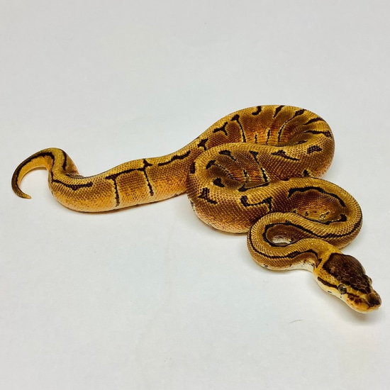 Enchi Pinstripe Ball Python Female #2022F04 by BHB Reptiles