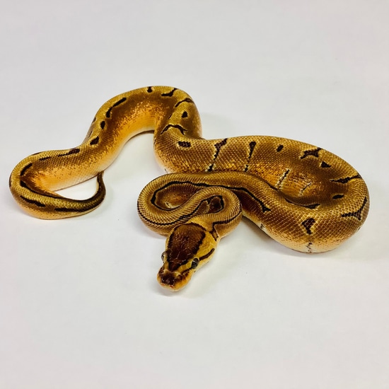 Enchi Pinstripe Ball Python Female #2022F01 by BHB Reptiles