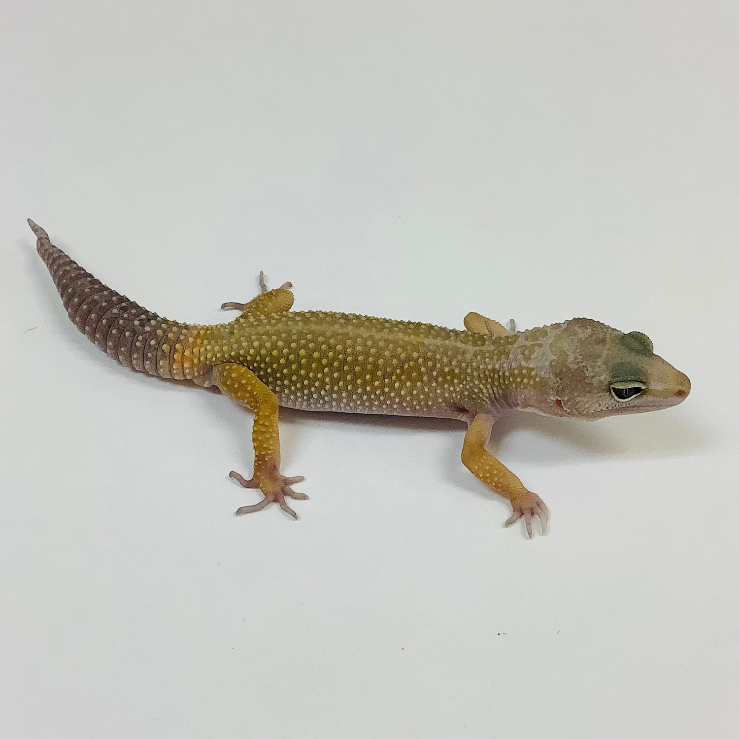 Dark Murphy Patternless - Male #G-C4-63022-1 Default Title Leopard ...