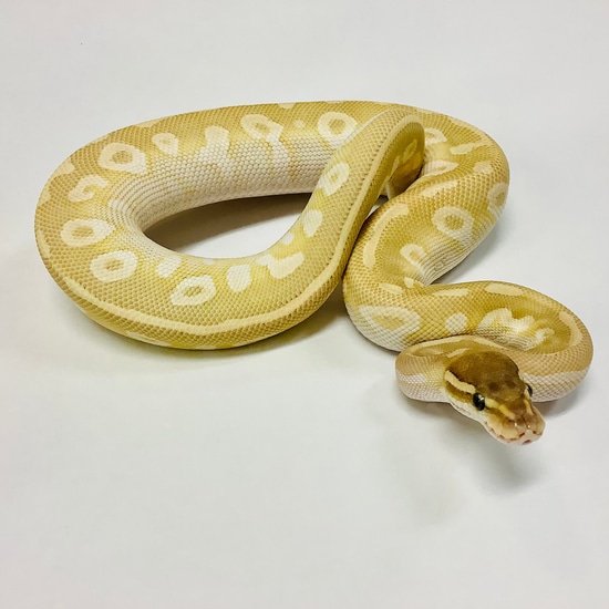 Crystal Ball Python - Female - #2021F05 by BHB Reptiles