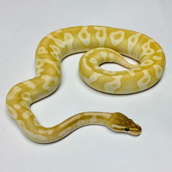 Crystal Ball Python - Female - #2021F01-1 by BHB Reptiles