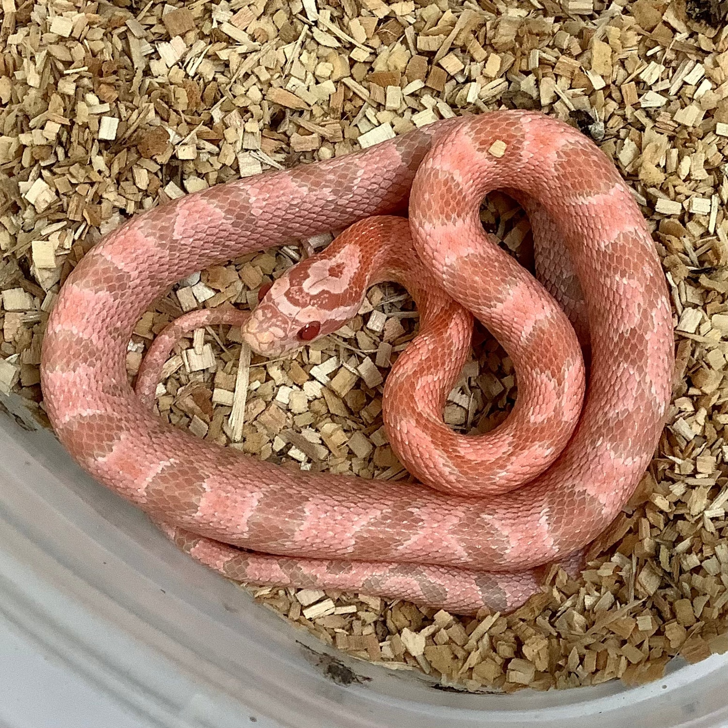 Coral Snow - Male #2022M12 Male Corn Snake by BHB Reptiles - MorphMarket