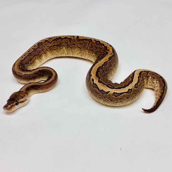 Cinnamon Woma Red Stripe Yellowbelly Ball Python - Female #2021F01 by ...