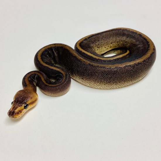 Camo Ball Python - Female #2021F05 by BHB Reptiles
