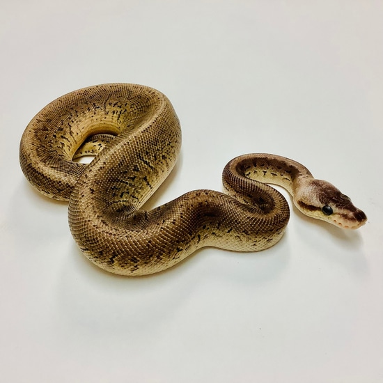 Black Pewter Woma Ball Python -Male #2022M01 by BHB Reptiles